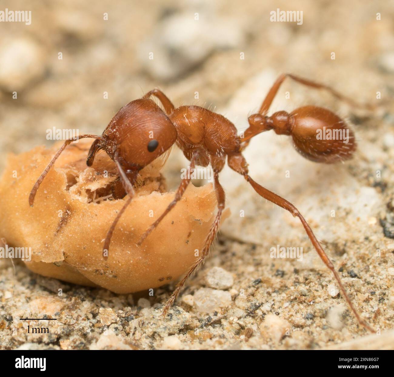 Typical American Harvester Ants (Pogonomyrmex) Insecta Stock Photo - Alamy
