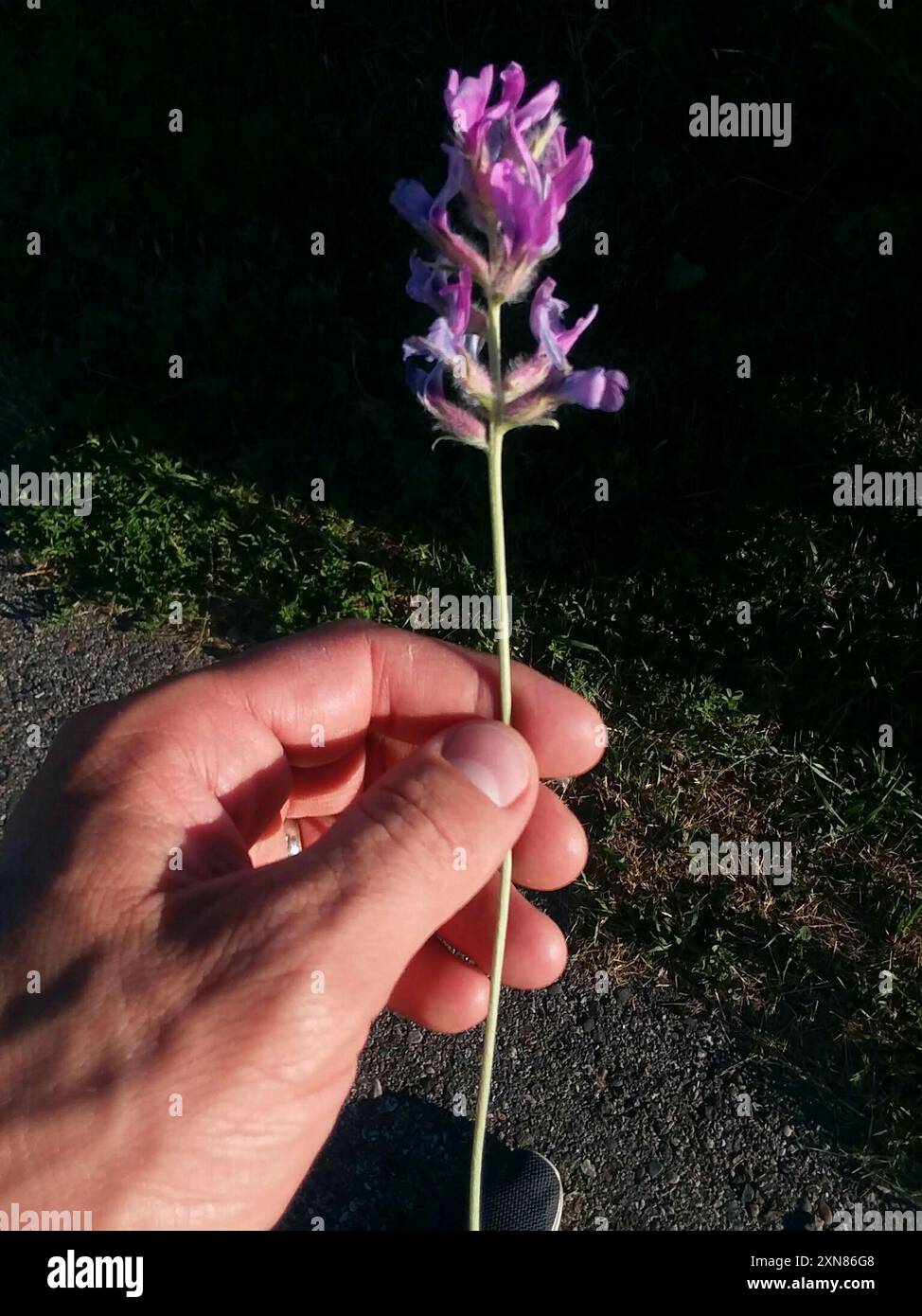 Locoweed (Oxytropis) Plantae Stock Photo - Alamy