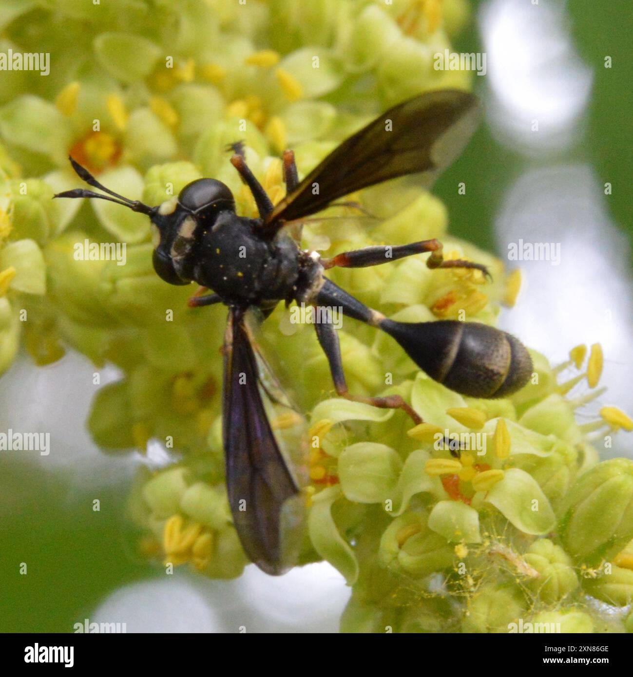 (Physocephala tibialis) Insecta Stock Photo - Alamy