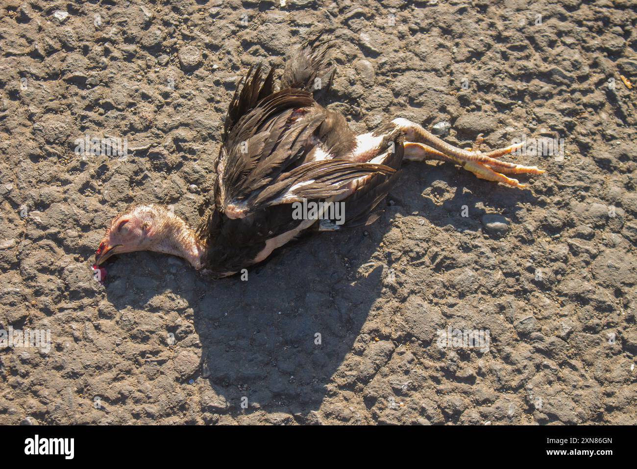 dead chicken lies on the asphalt road after being hit by a vehicle ...