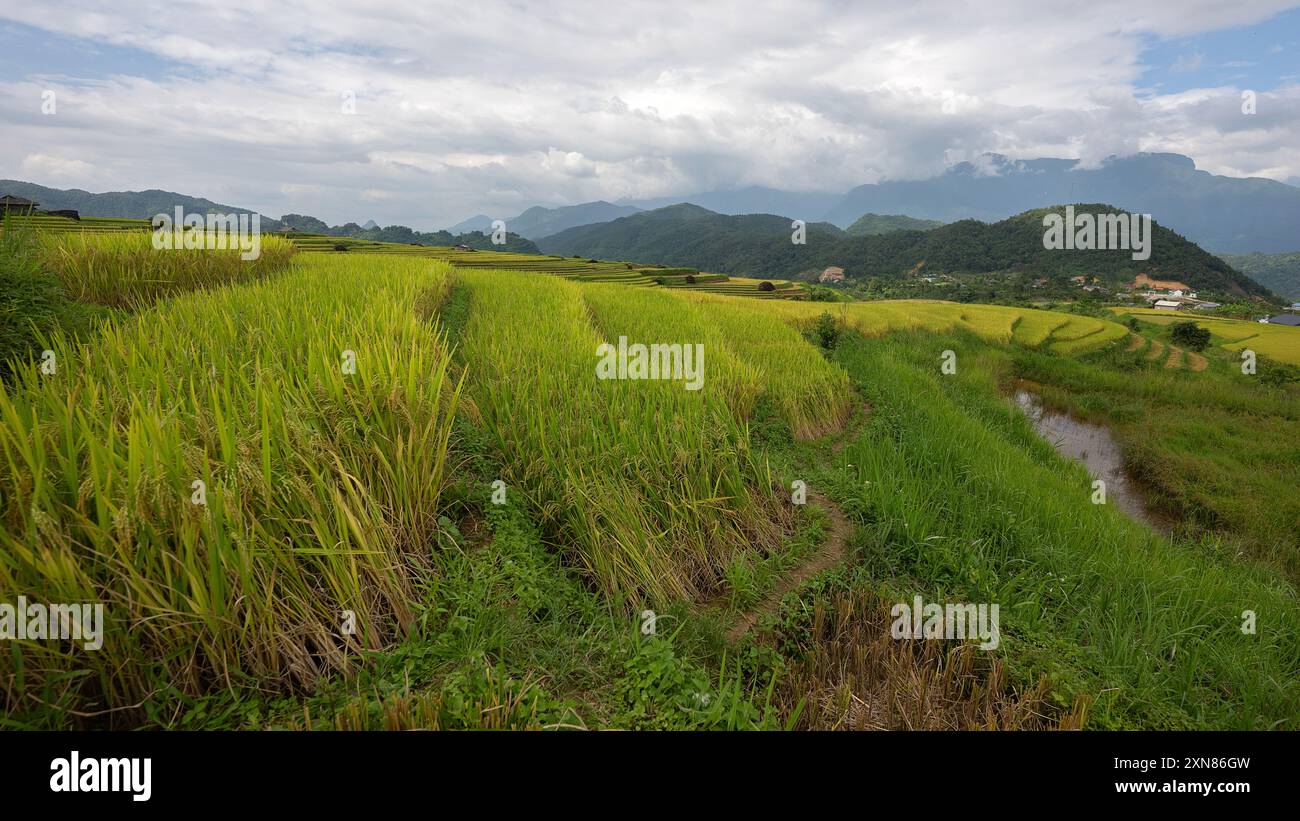 Landscape with green and yellow rice terraced fields and blue cloudy ...