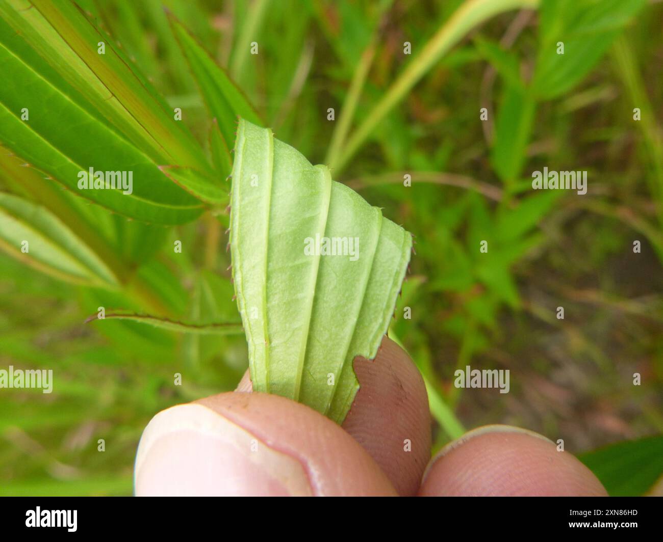 Virginia meadowbeauty (Rhexia virginica) Plantae Stock Photo - Alamy