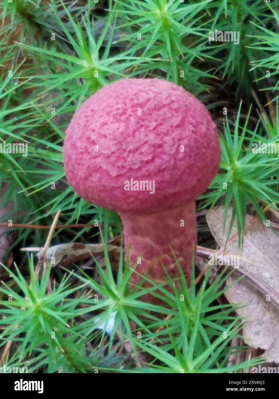 Painted Suillus (Suillus spraguei) Fungi Stock Photo - Alamy