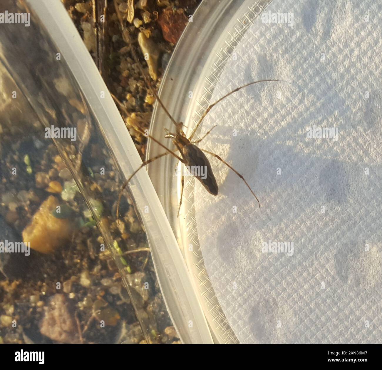 Elongate Stilt Spider (Tetragnatha elongata) Arachnida Stock Photo - Alamy