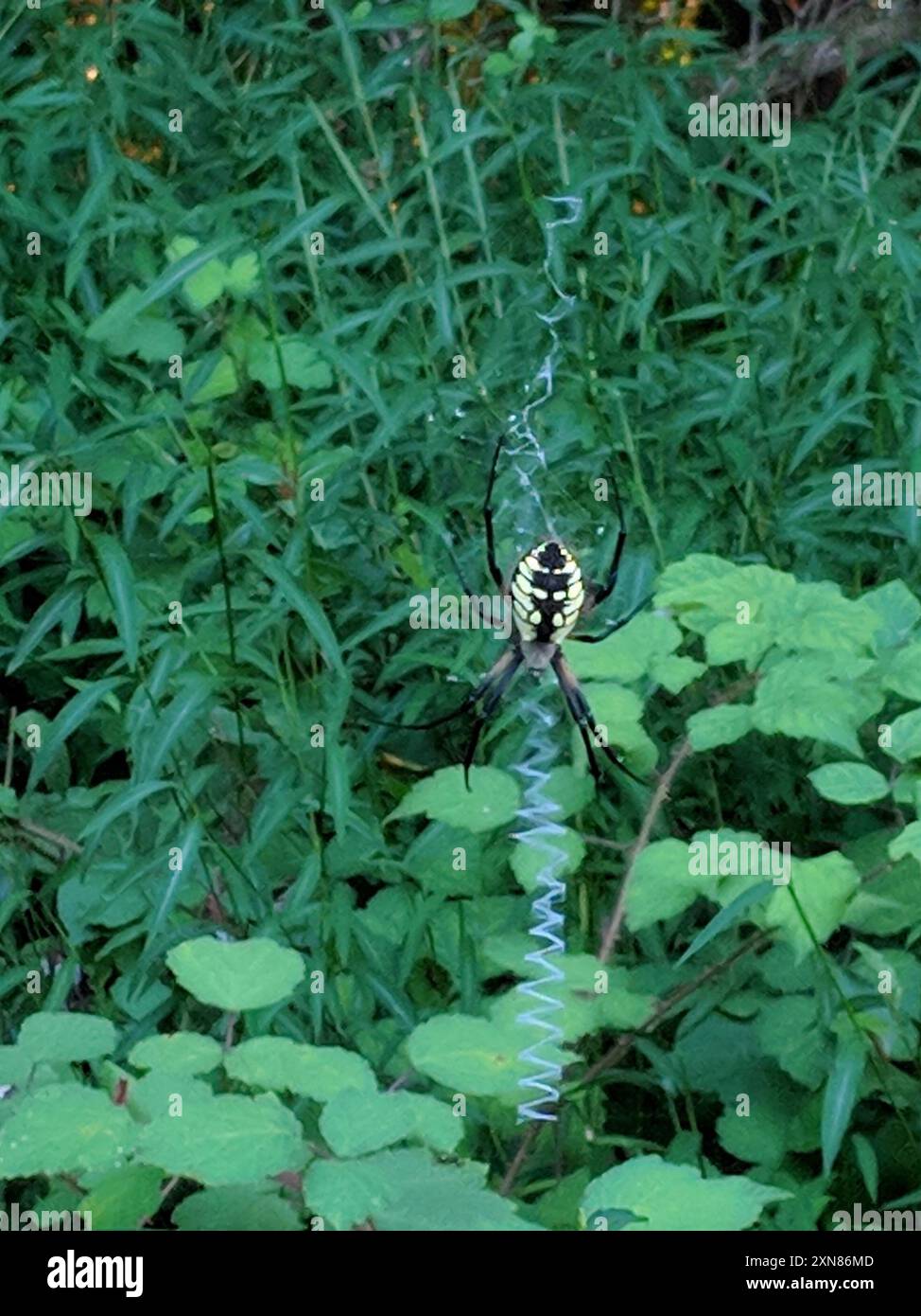 Yellow Garden Spider (Argiope aurantia) Arachnida Stock Photo - Alamy