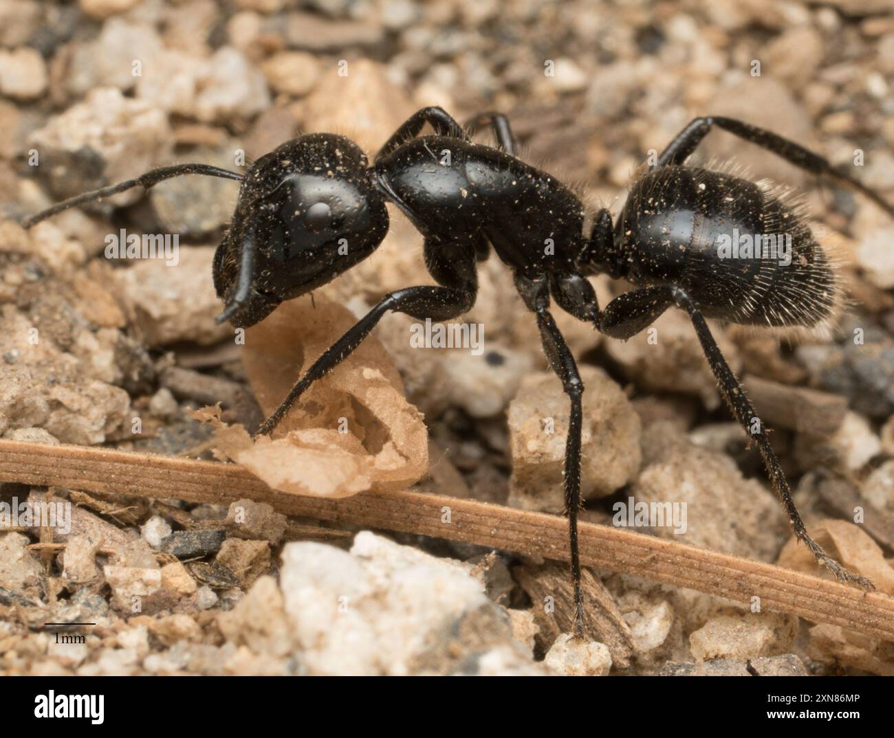 Hairy Smooth Carpenter Ant (Camponotus laevissimus) Insecta Stock Photo ...