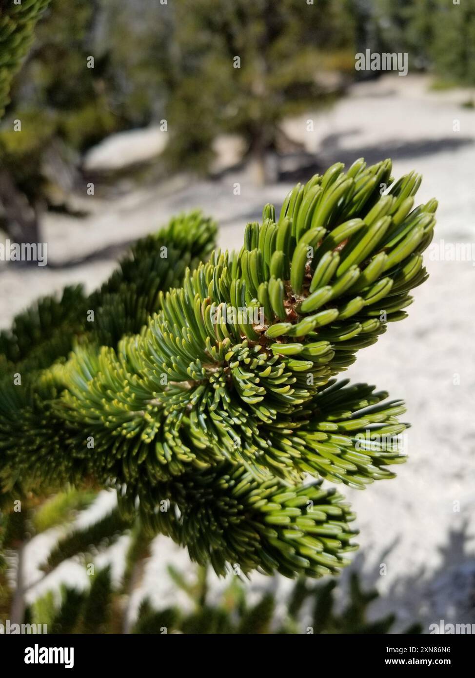 Great Basin bristlecone pine (Pinus longaeva) Plantae Stock Photo - Alamy