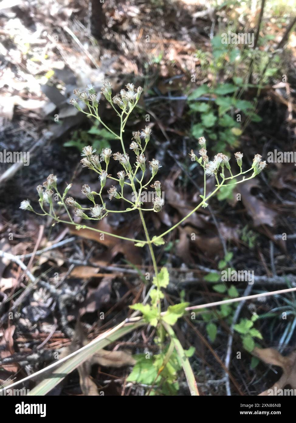 smaller white snakeroot (Ageratina aromatica) Plantae Stock Photo - Alamy