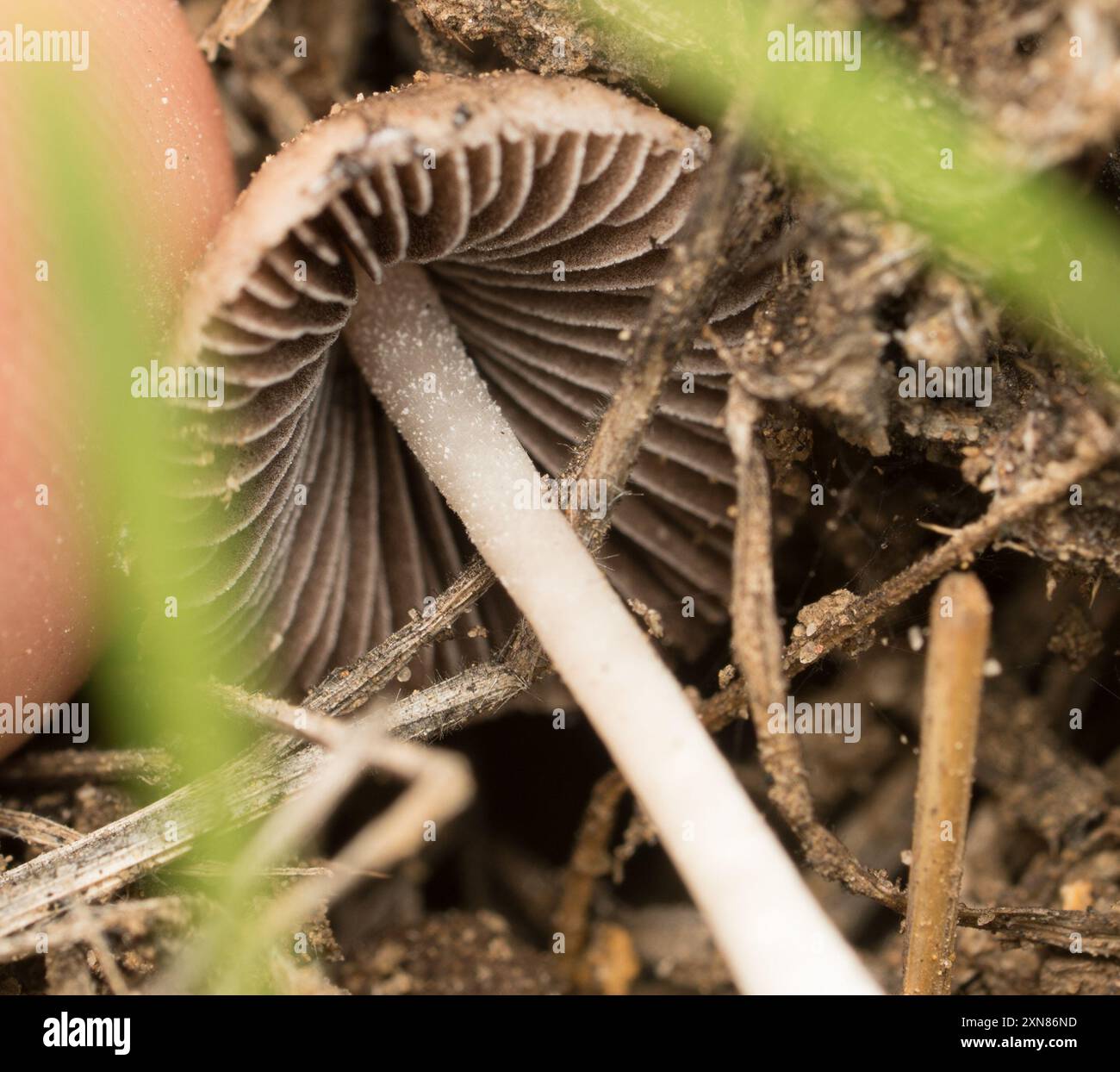 Tall Psathyrella (Psathyrella longipes) Fungi Stock Photo - Alamy