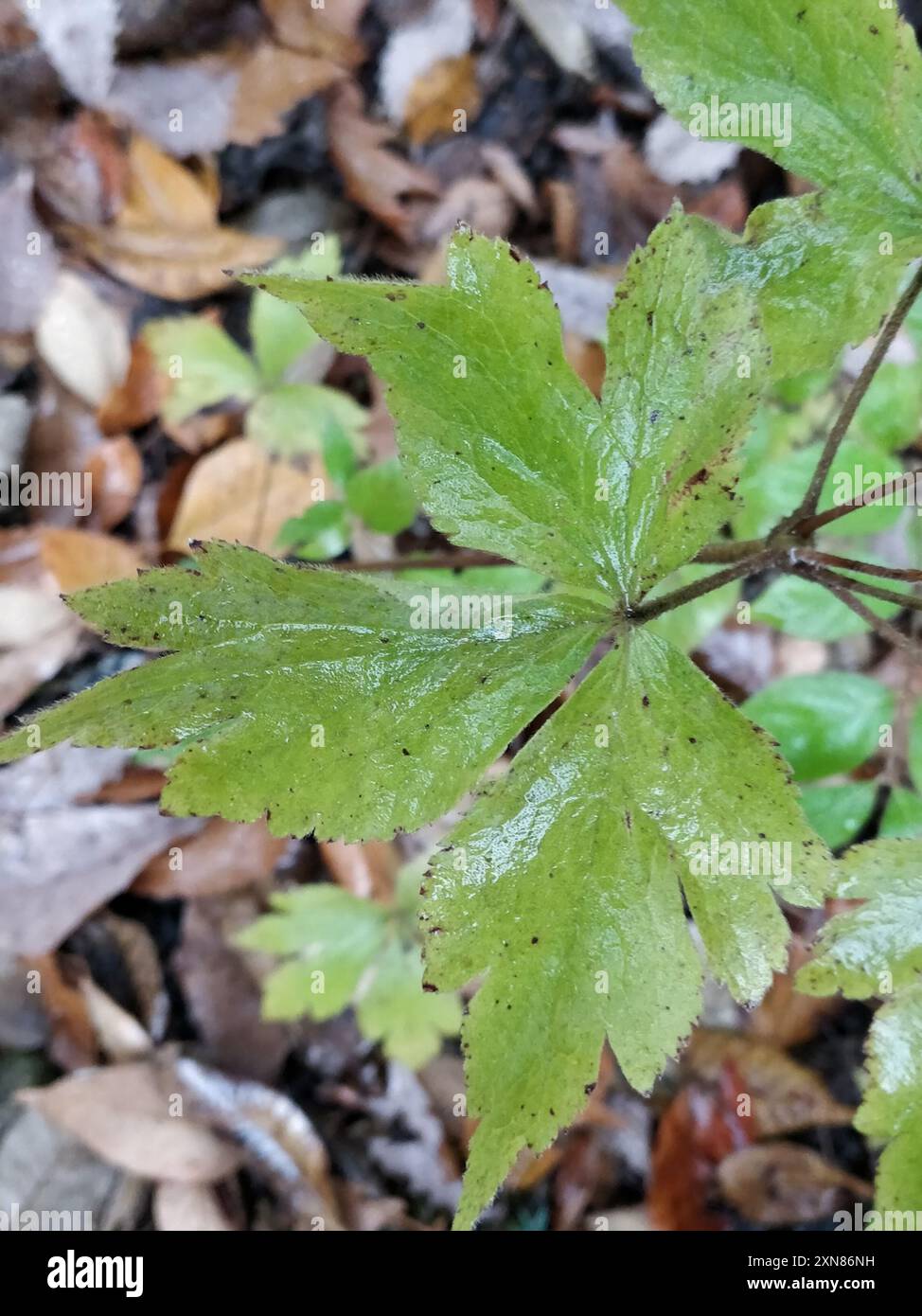 tall thimbleweed (Anemone virginiana) Plantae Stock Photo - Alamy