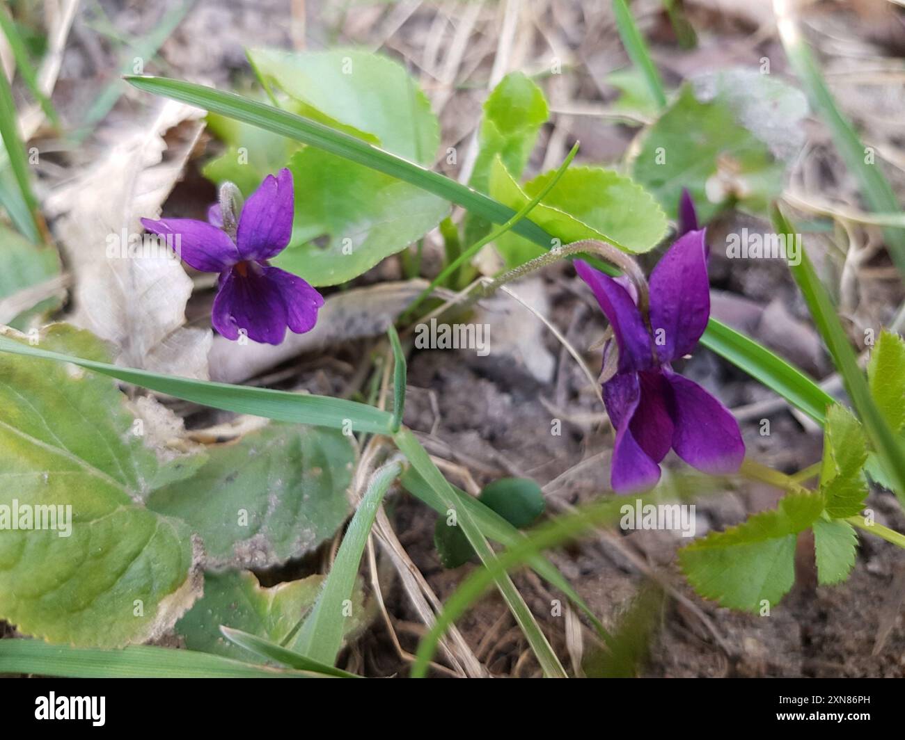 violets (Viola) Plantae Stock Photo - Alamy