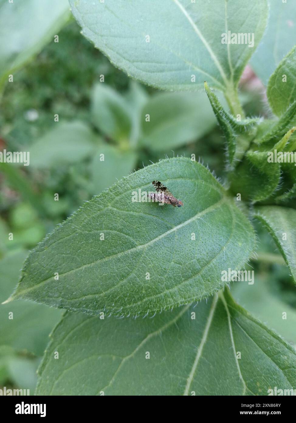 Sunflower Seed Maggot (Neotephritis finalis) Insecta Stock Photo - Alamy