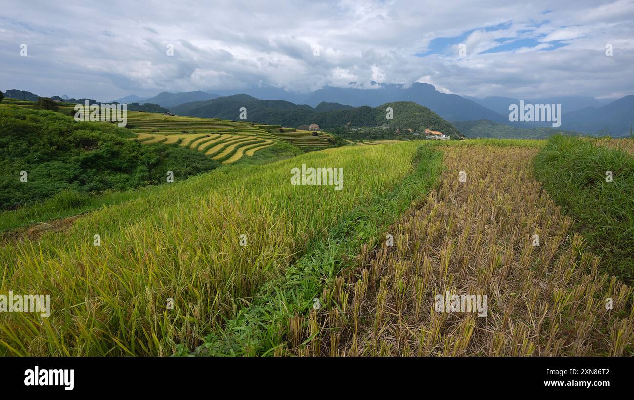 Landscape with green and yellow rice terraced fields and blue cloudy ...