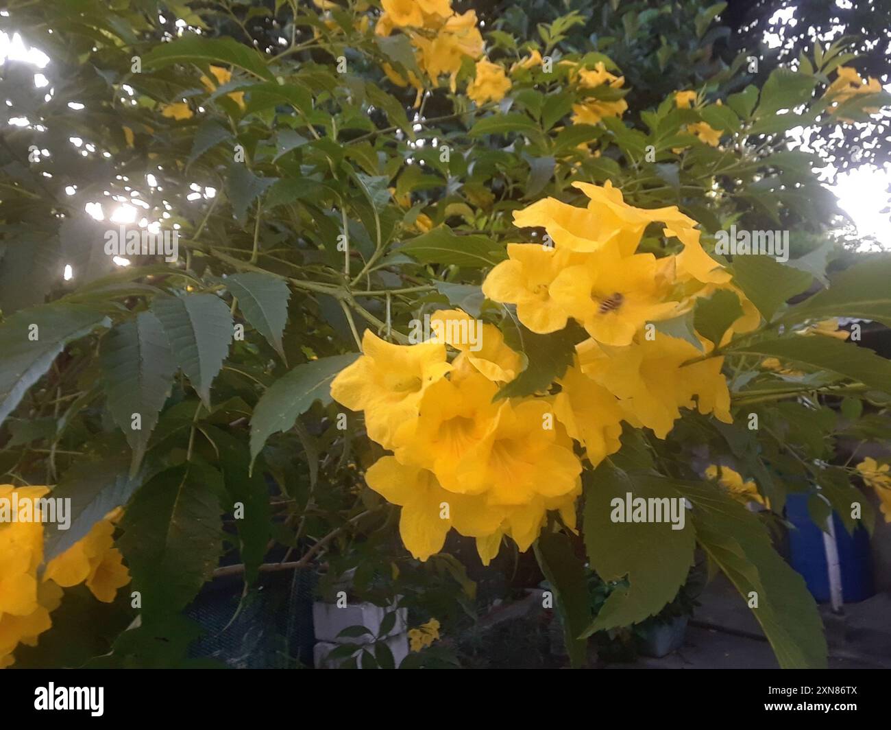 Cavity-nesting Honey Bees (Apis) Insecta Stock Photo - Alamy