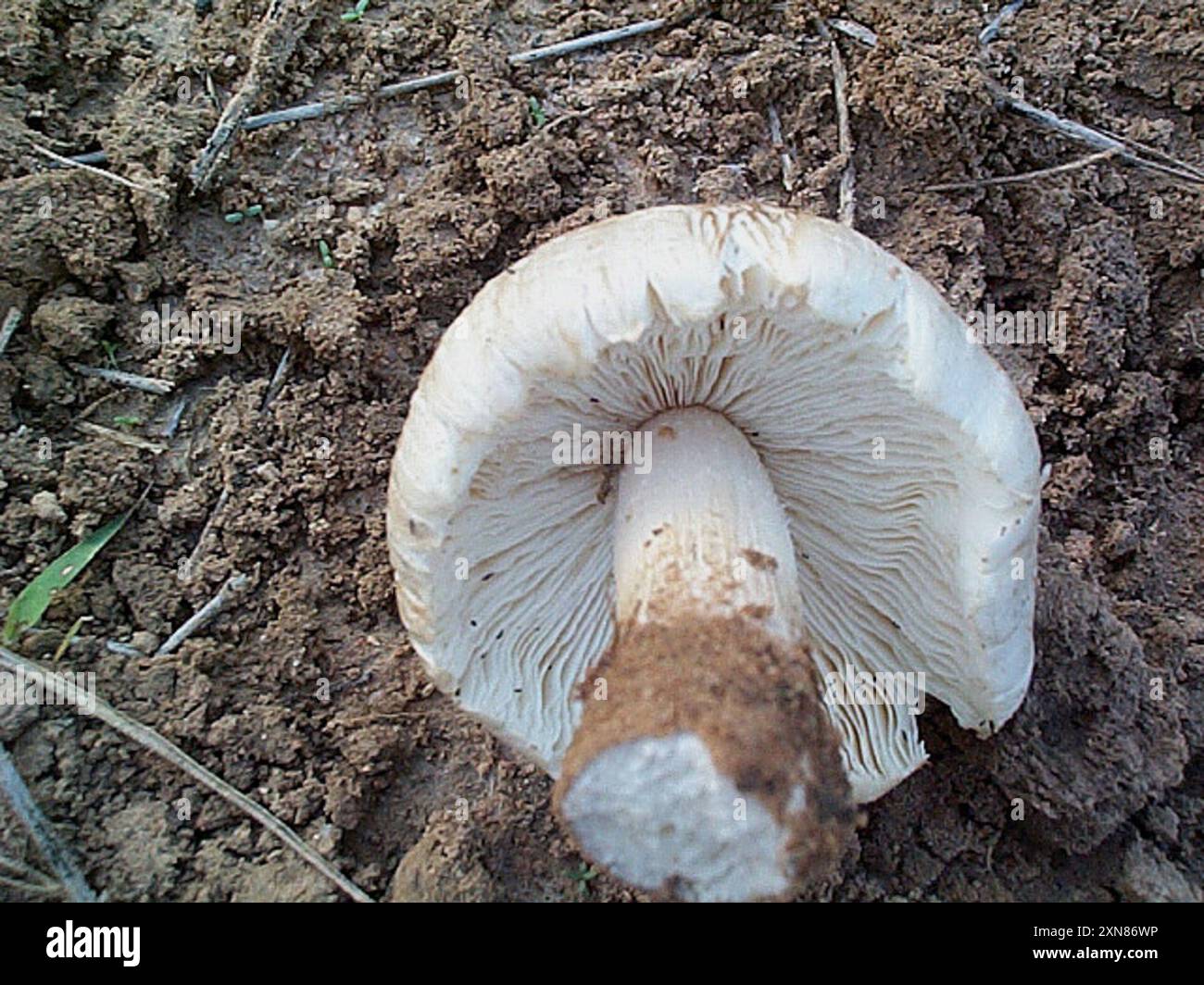 (Termitomyces reticulatus) Fungi Stock Photo - Alamy
