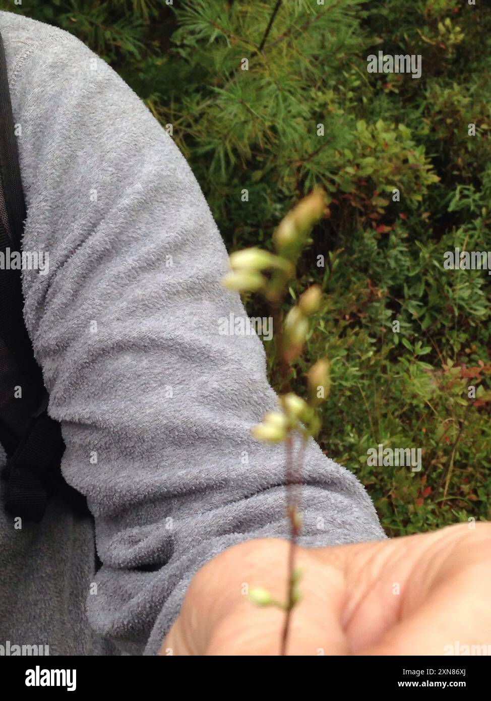 yellow screwstem (Bartonia virginica) Plantae Stock Photo - Alamy