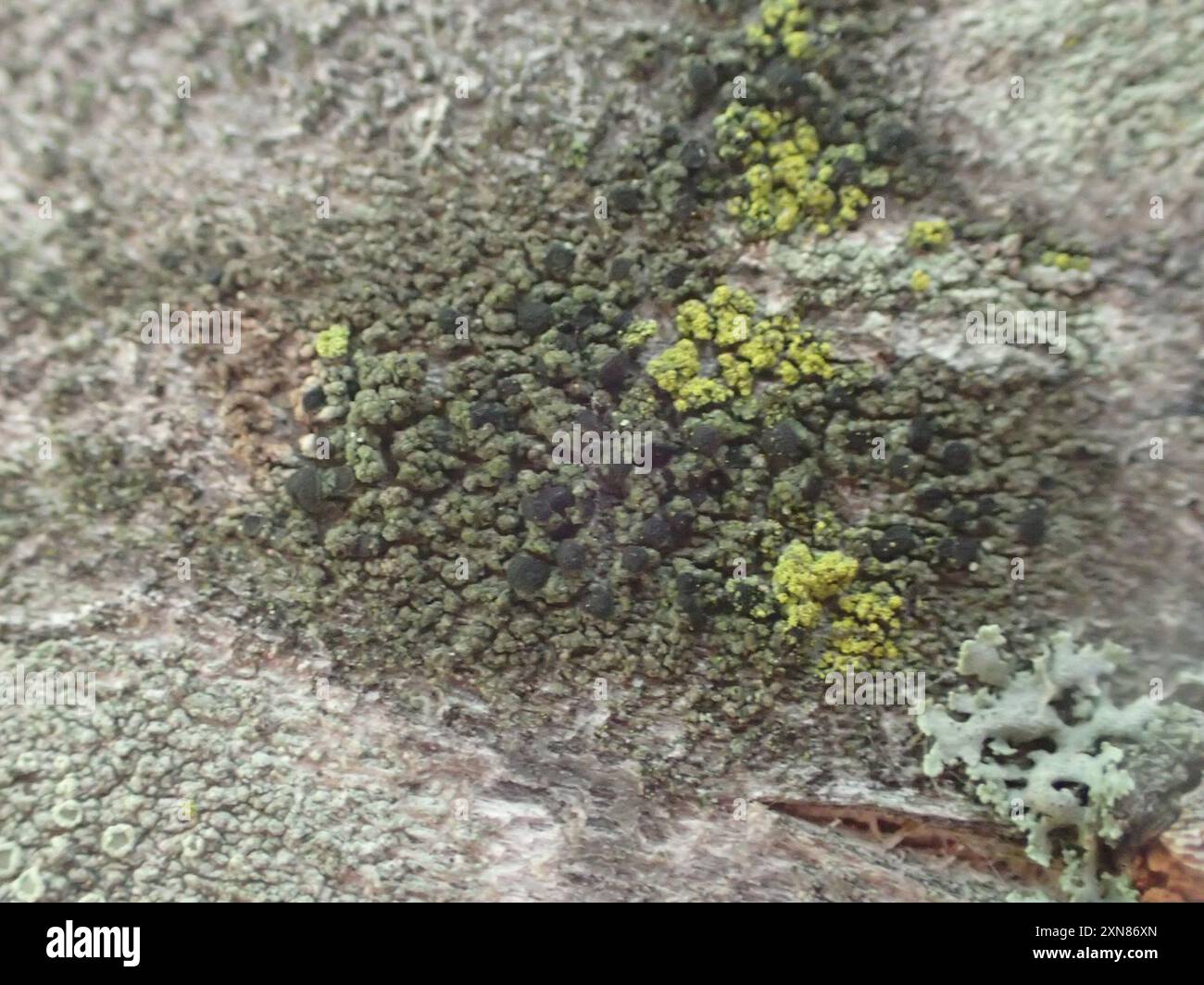 Dot Lichens (Bacidia) Fungi Stock Photo - Alamy