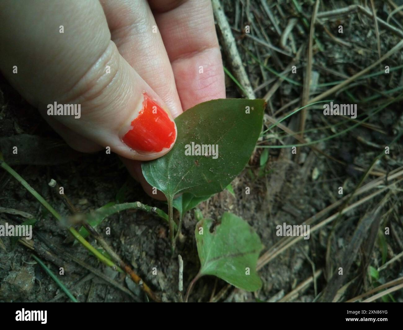 roundleaf greenbrier (Smilax rotundifolia) Plantae Stock Photo - Alamy