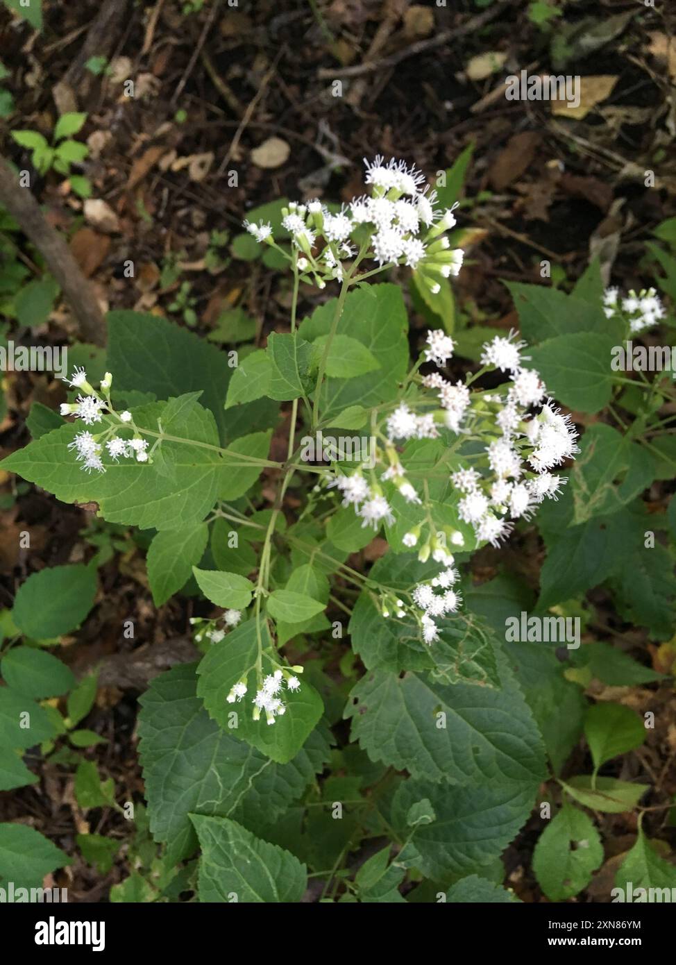 white snakeroot (Ageratina altissima) Plantae Stock Photo - Alamy