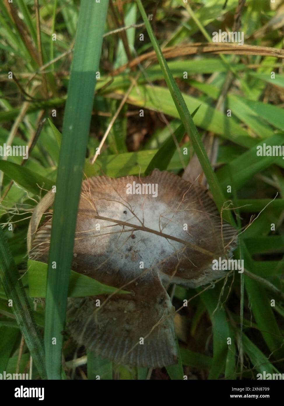 Hyalinus hi-res stock photography and images - Alamy