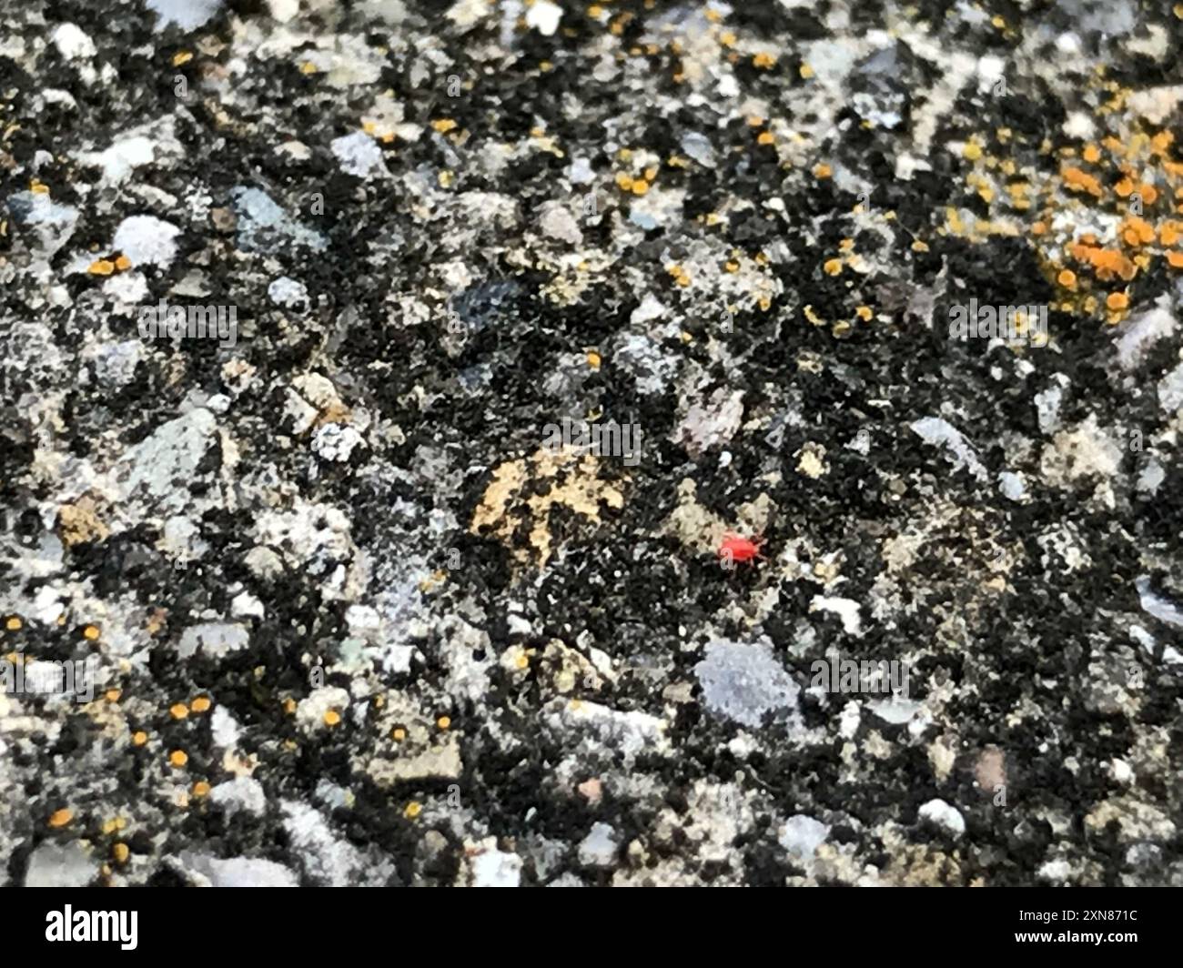 Sidewalk Mites (Balaustium) Arachnida Stock Photo - Alamy
