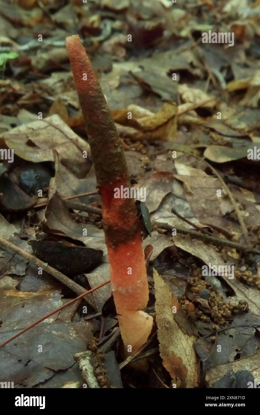 devil's dipstick (Mutinus elegans) Fungi Stock Photo - Alamy