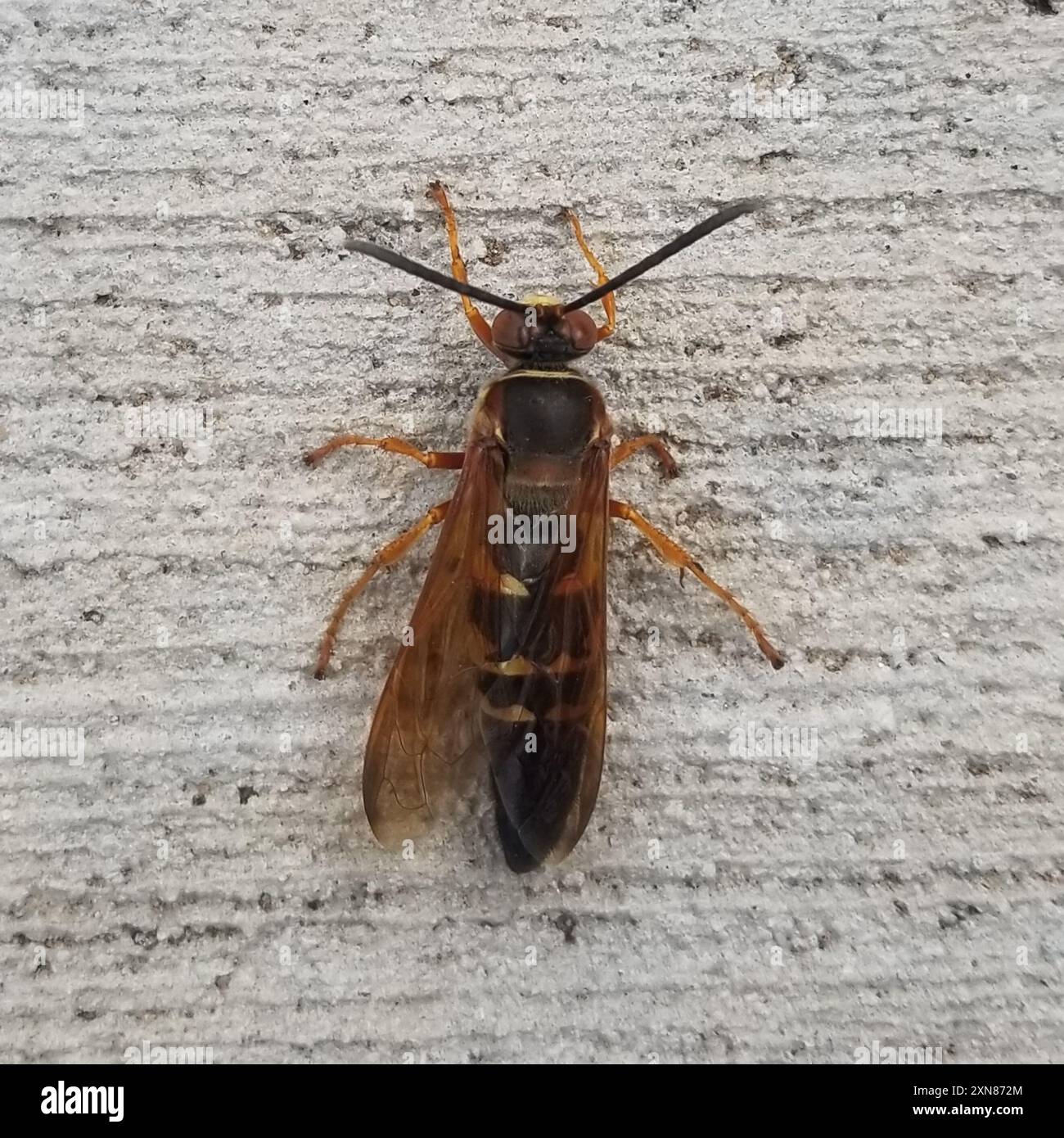 Eastern Cicada-killer Wasp (Sphecius speciosus) Insecta Stock Photo - Alamy