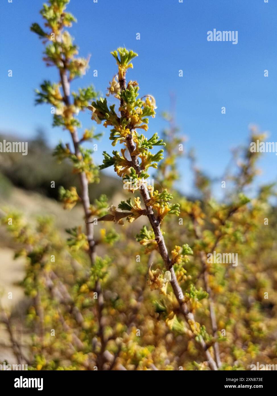 desert bitterbrush (Purshia glandulosa) Plantae Stock Photo - Alamy