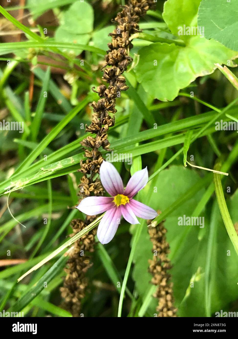 Blue Pigroot (Sisyrinchium micranthum) Plantae Stock Photo - Alamy