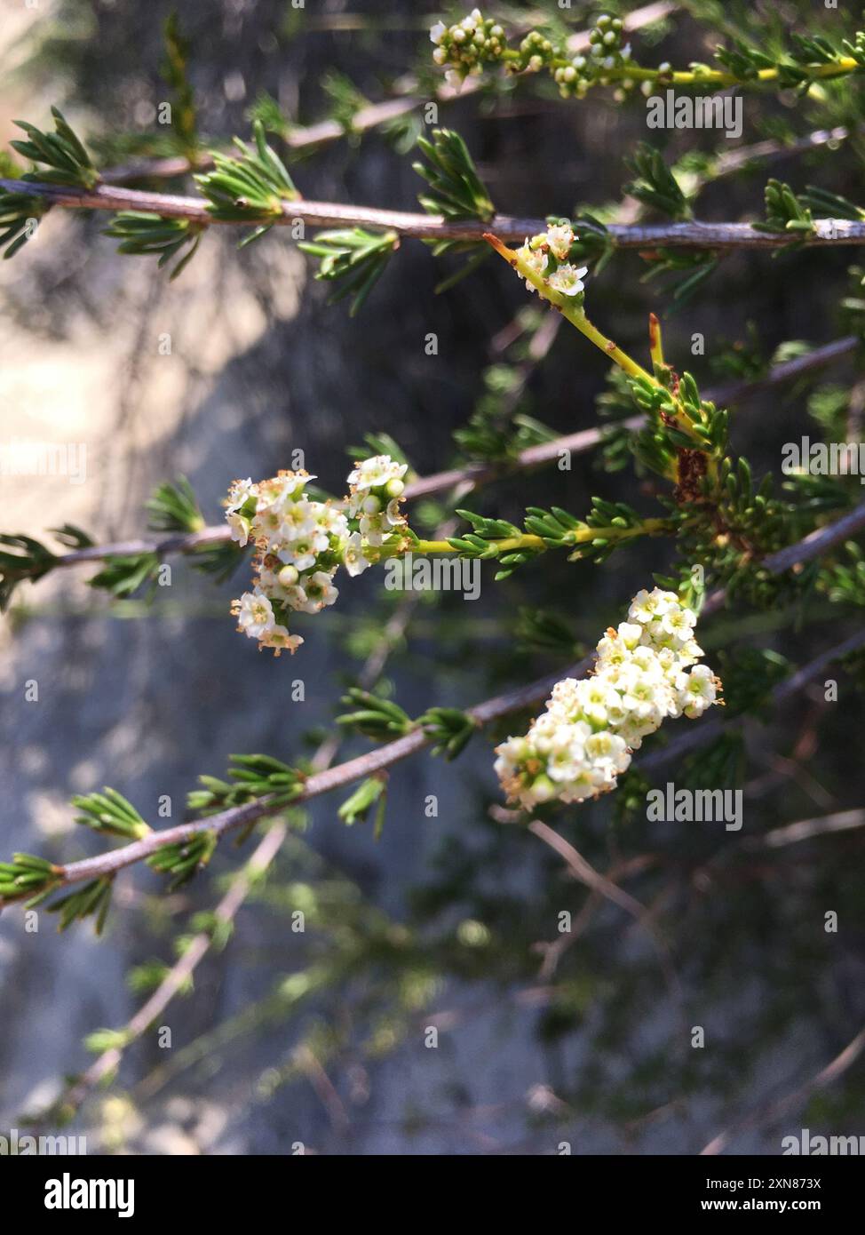 chamise (Adenostoma fasciculatum) Plantae Stock Photo - Alamy