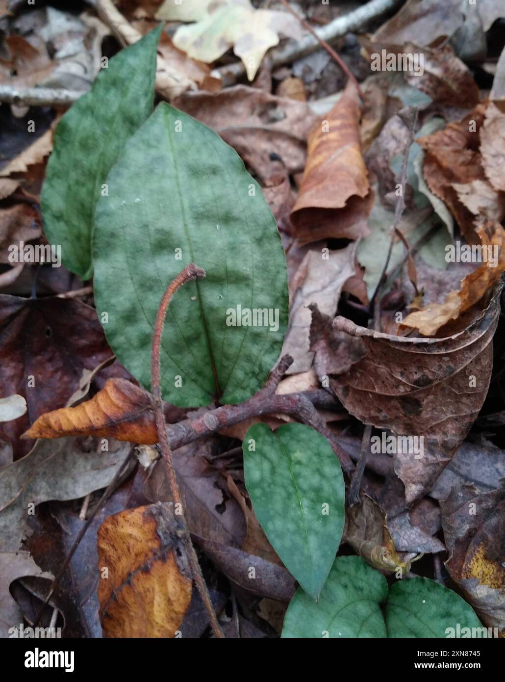 crane-fly orchid (Tipularia discolor) Plantae Stock Photo - Alamy