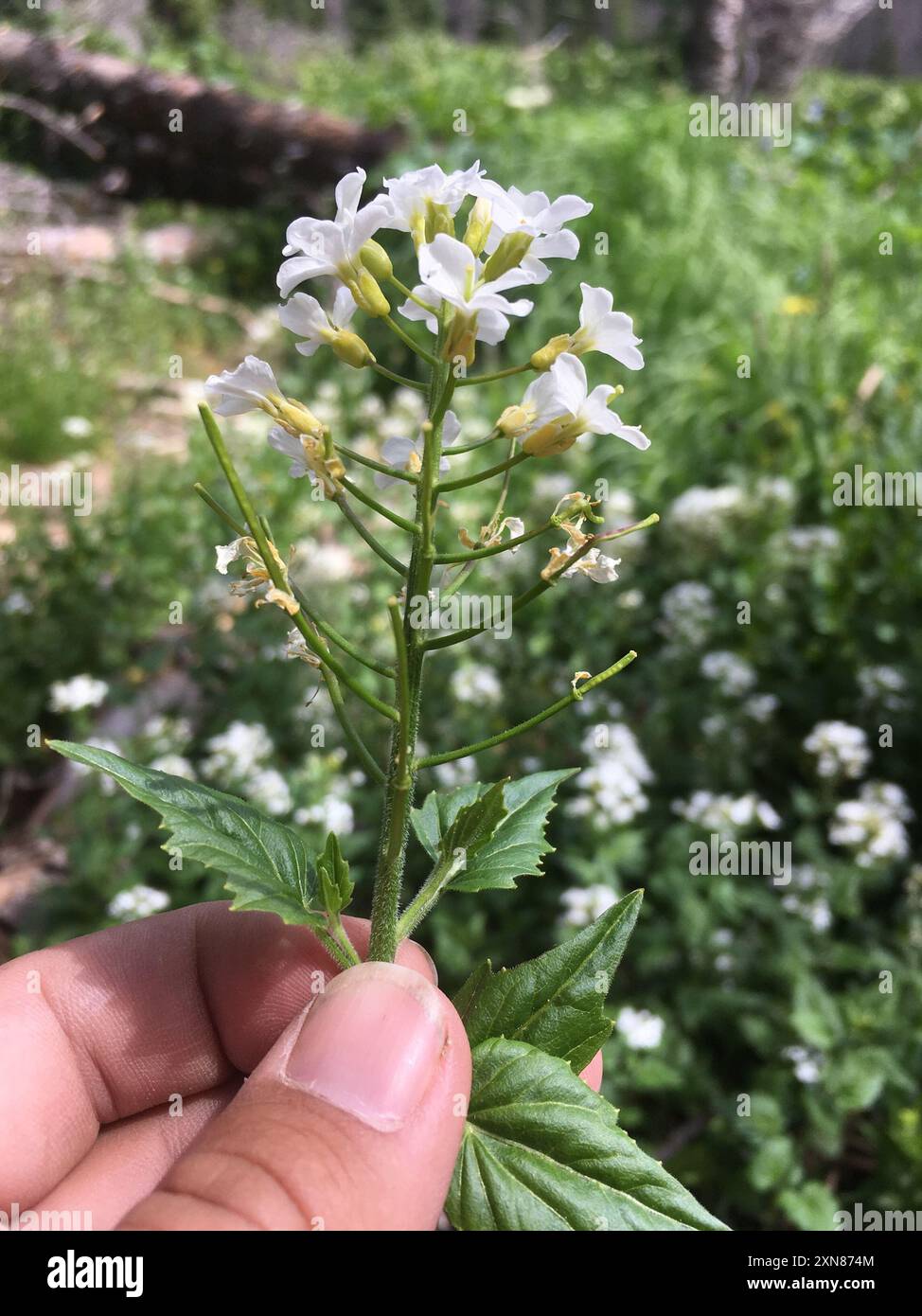 heartleaf bittercress (Cardamine cordifolia) Plantae Stock Photo - Alamy