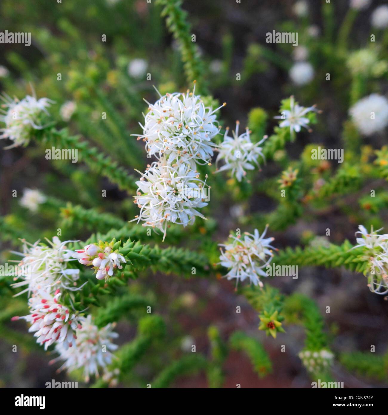 Garlic Buchu (Agathosma apiculata) Plantae Stock Photo - Alamy