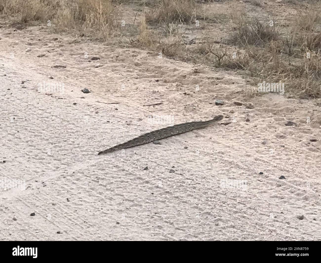 Common Puff Adder (Bitis arietans arietans) Reptilia Stock Photo - Alamy