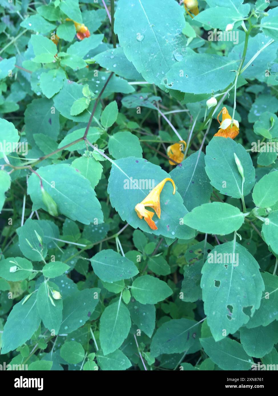 common jewelweed (Impatiens capensis) Plantae Stock Photo - Alamy