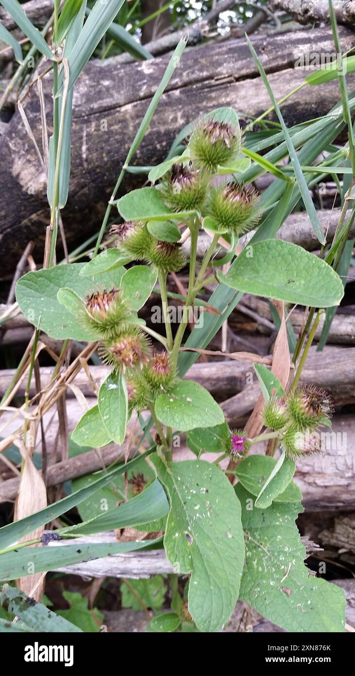 lesser burdock (Arctium minus) Plantae Stock Photo - Alamy
