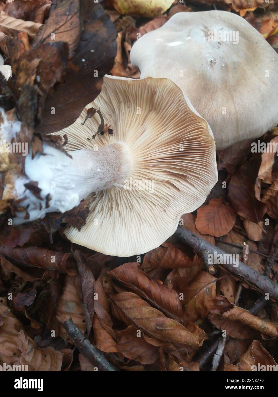 Funnels (Clitocybe) Fungi Stock Photo - Alamy