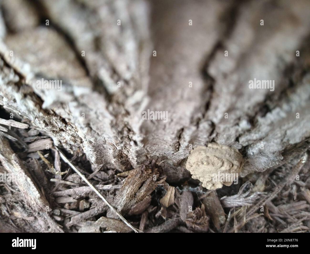 Typical Potter Wasps (Eumenes) Insecta Stock Photo - Alamy