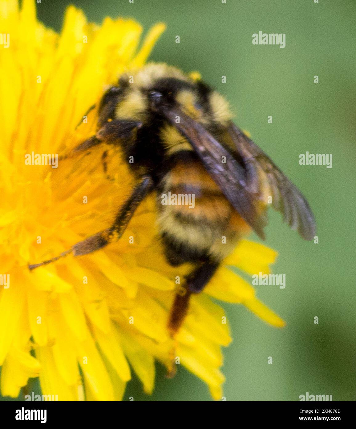 Two-form Bumble Bee Complex (Bombus bifarius) Insecta Stock Photo - Alamy