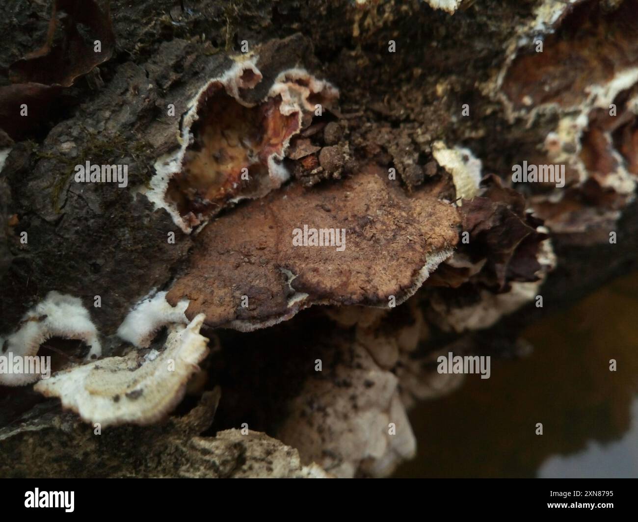 shelf fungi (Polyporales) Fungi Stock Photo - Alamy