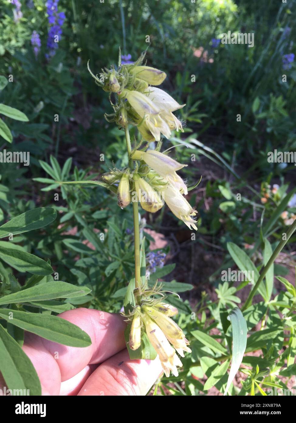 Whipple's penstemon (Penstemon whippleanus) Plantae Stock Photo - Alamy