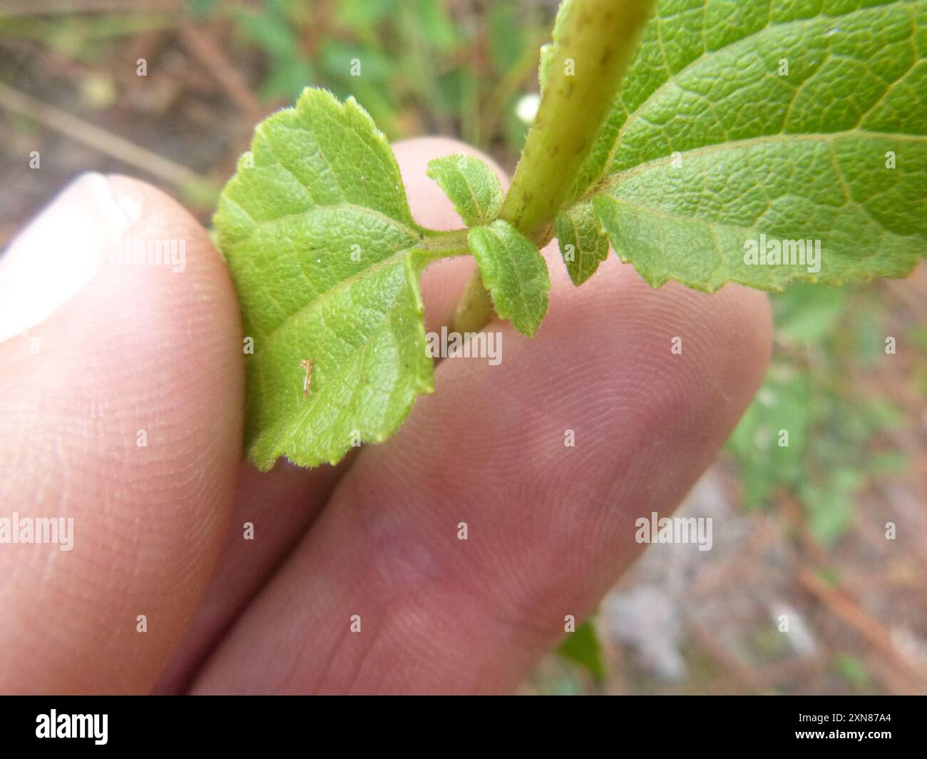 smaller white snakeroot (Ageratina aromatica) Plantae Stock Photo - Alamy
