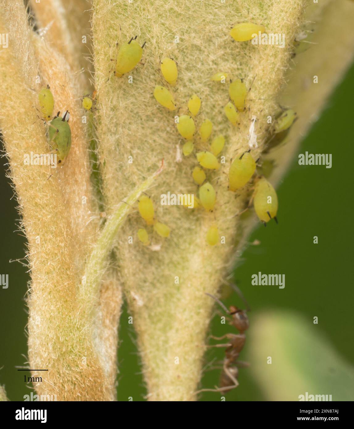 Spiraea Aphid (Aphis spiraecola) Insecta Stock Photo - Alamy