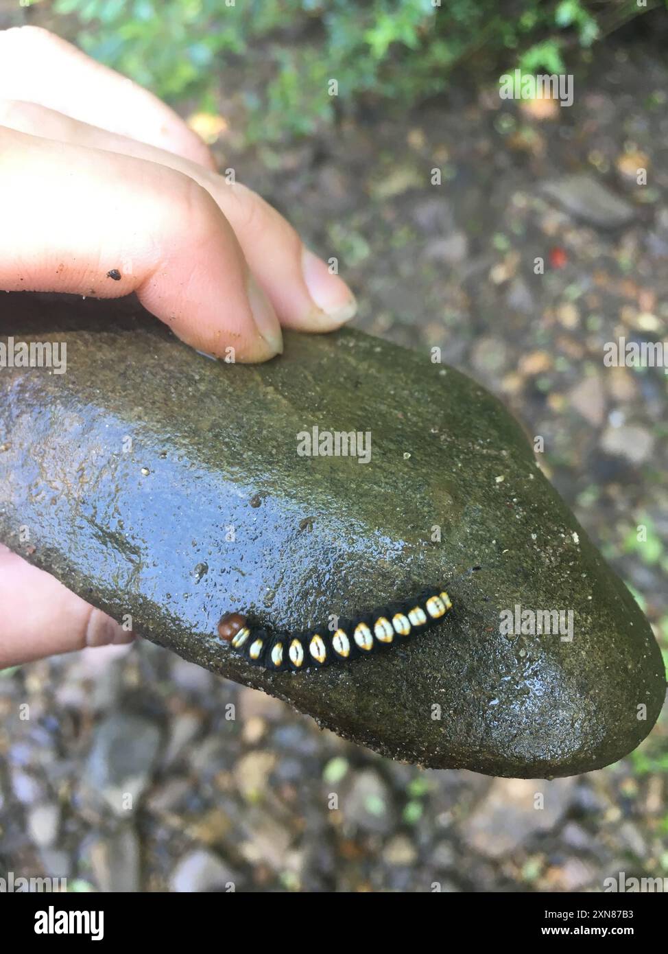 Funerary Dagger (Acronicta funeralis) Insecta Stock Photo - Alamy