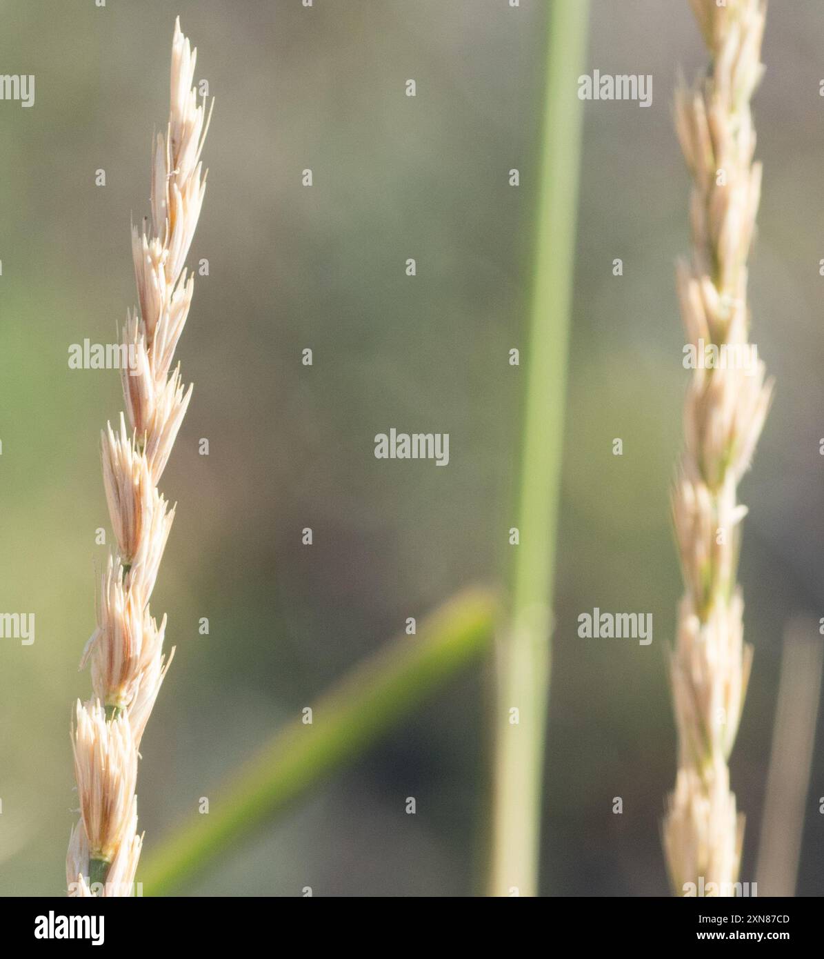 grasses (Poaceae) Plantae Stock Photo - Alamy