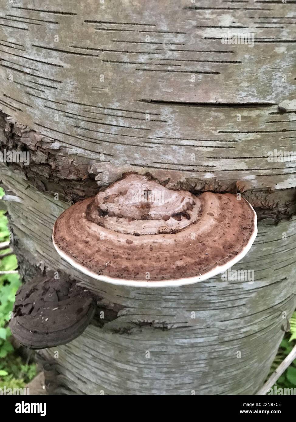 artist's bracket (Ganoderma applanatum) Fungi Stock Photo - Alamy