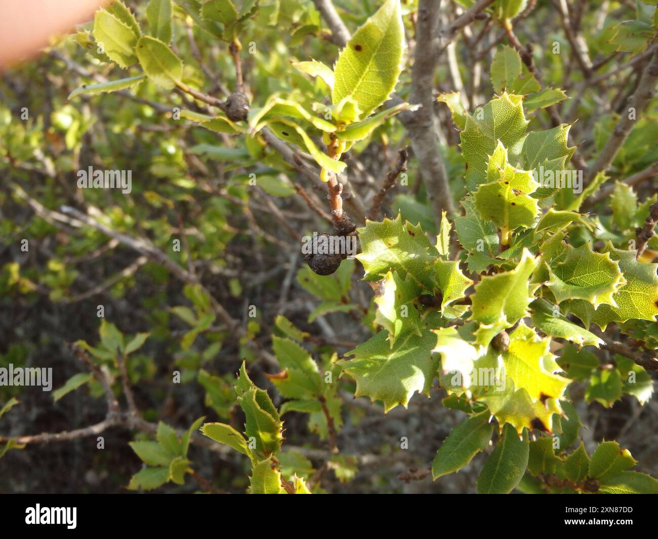 Bush Interior Live Oak Quercus Wislizeni Frutescens Plantae Stock