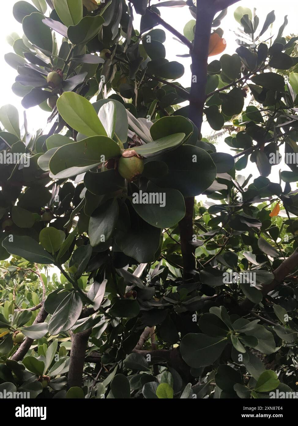 autograph tree (Clusia rosea) Plantae Stock Photo - Alamy