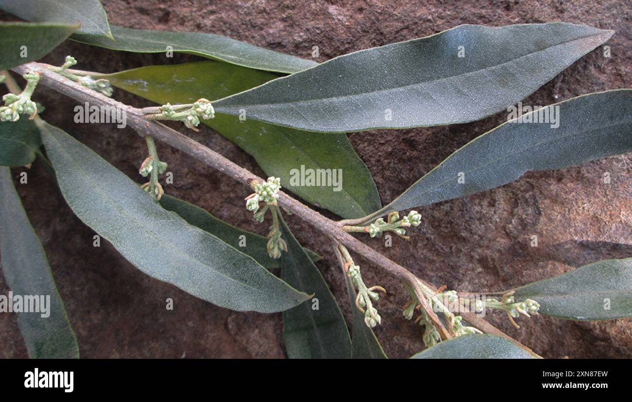 African olive (Olea europaea cuspidata) Plantae Stock Photo - Alamy