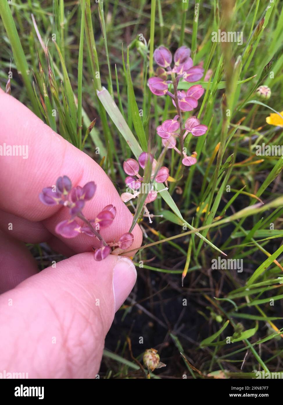 Shining Pepperweed (Lepidium nitidum) Plantae Stock Photo - Alamy